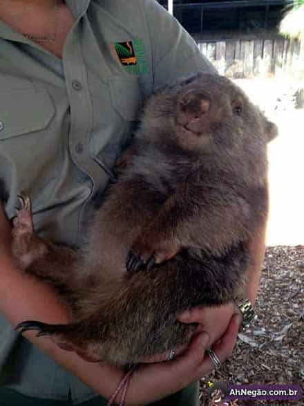 Os animais mais felizes que você verá hoje
