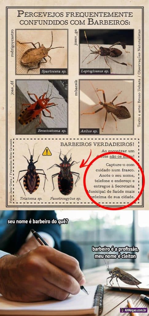 Aprenda a identificar o inseto barbeiro e saiba como agir corretamente