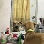 Coletânea de imagens aleatórias da semana (#379)